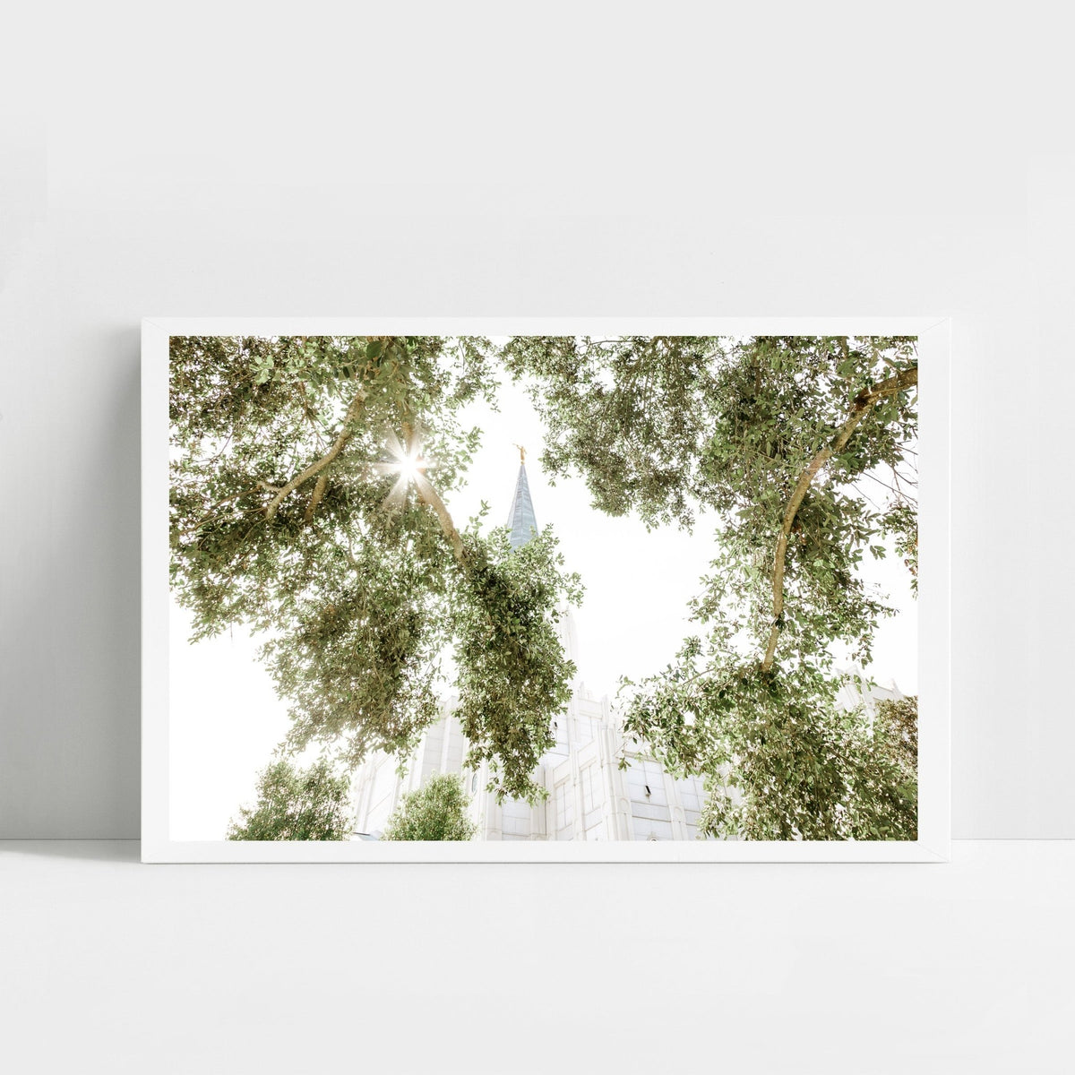 Houston Temple Trees | LDS Art & Photography – Jesus is the Christ Prints